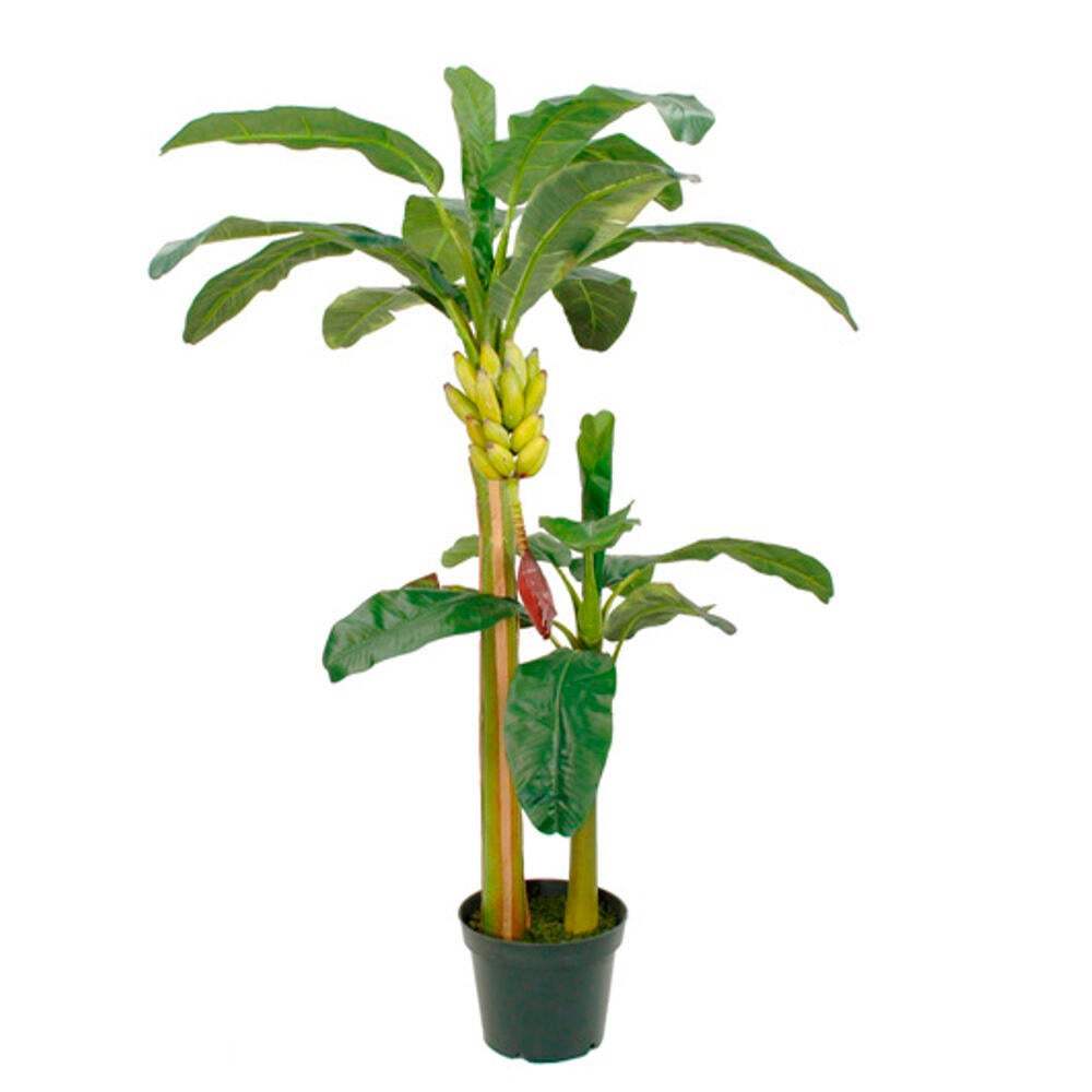 BANANIER arbre | Leroy Merlin