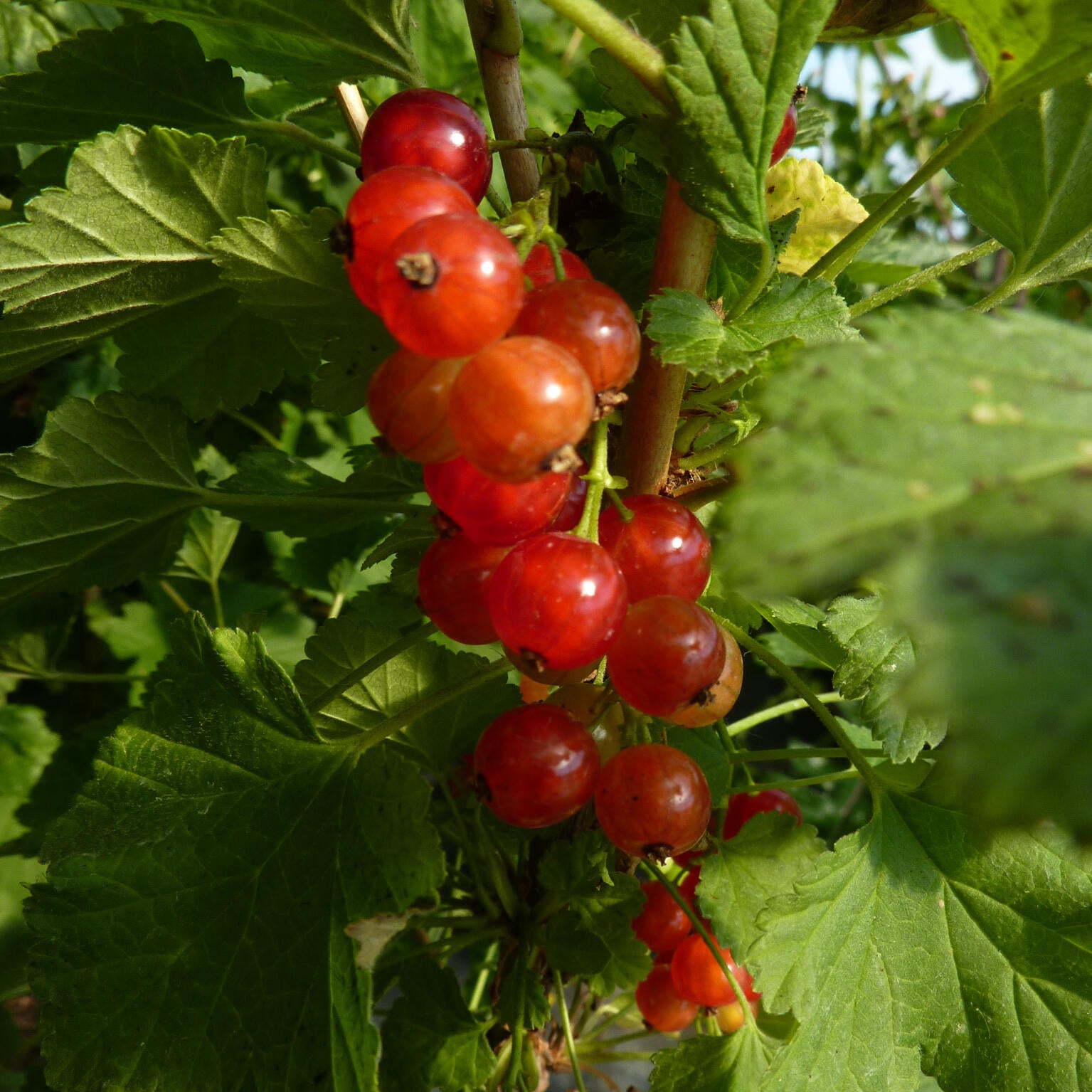 Groseillier junifer, 3 l, H.95 cm | Leroy Merlin