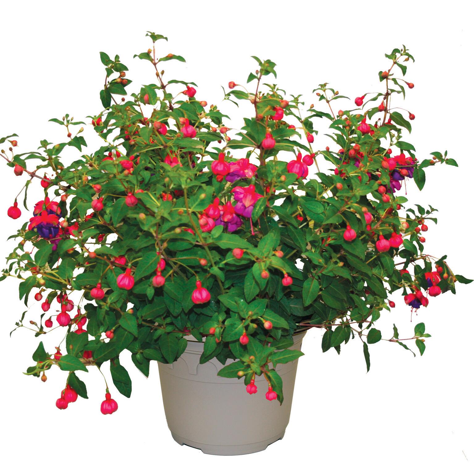 Fuchsia Buisson FUCHSIA CT 4,6 L pot de 4.6 l | Leroy Merlin