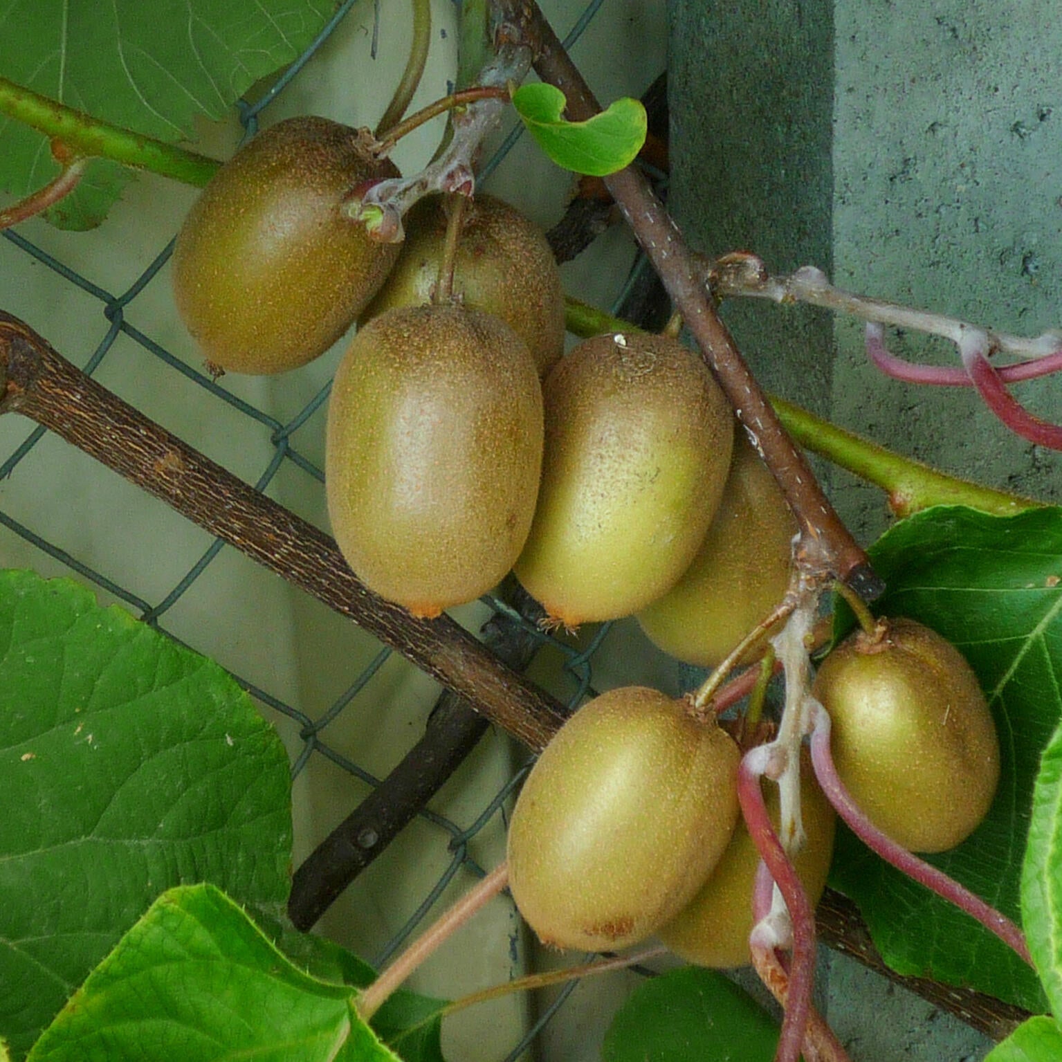 Actinidia plant fruitier femelle 3 l, H.95 cm | Leroy Merlin