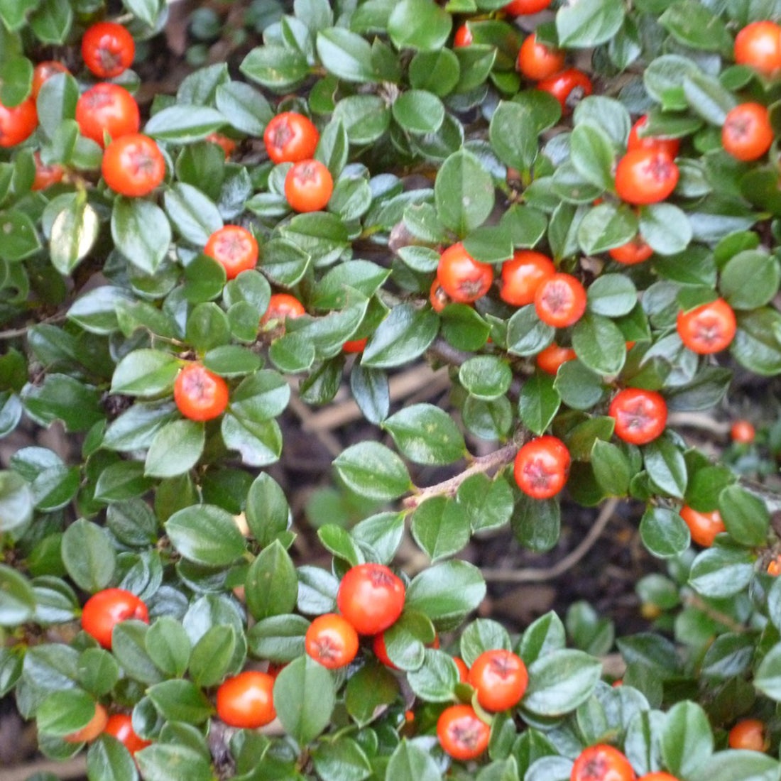2 x Cotonéaster radicans - Cotoneaster radicans 'Eichholz' - 15-20 cm ...
