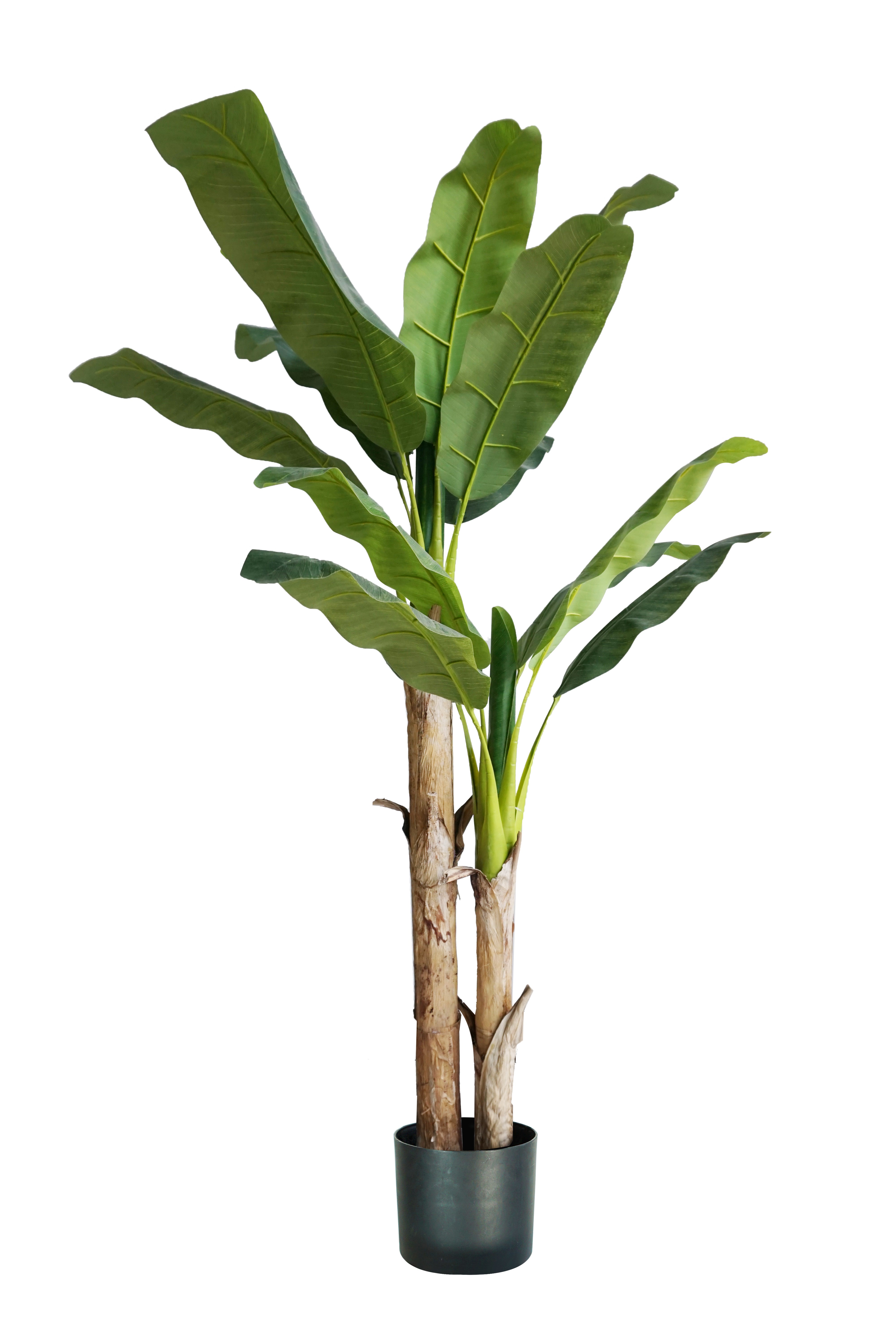 King Home plante BANANUS H. 170 cm 17 FEUILLES complet avec pot avec ...