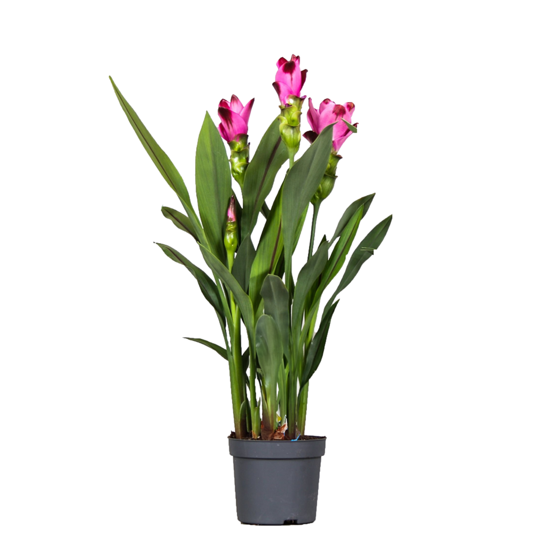 Cúrcuma tulipán de Siam - Curcuma 'Siam Splash' - Rosa - 40-60cm ...