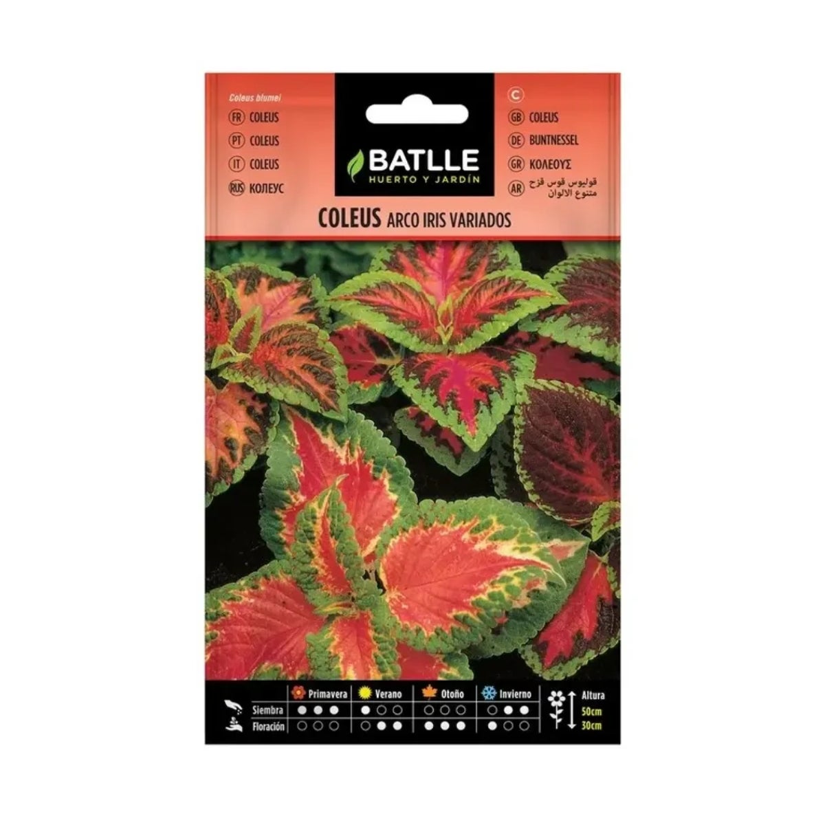 Semillas de Coleus arco iris variado - Calidad y Versatilidad | Leroy ...