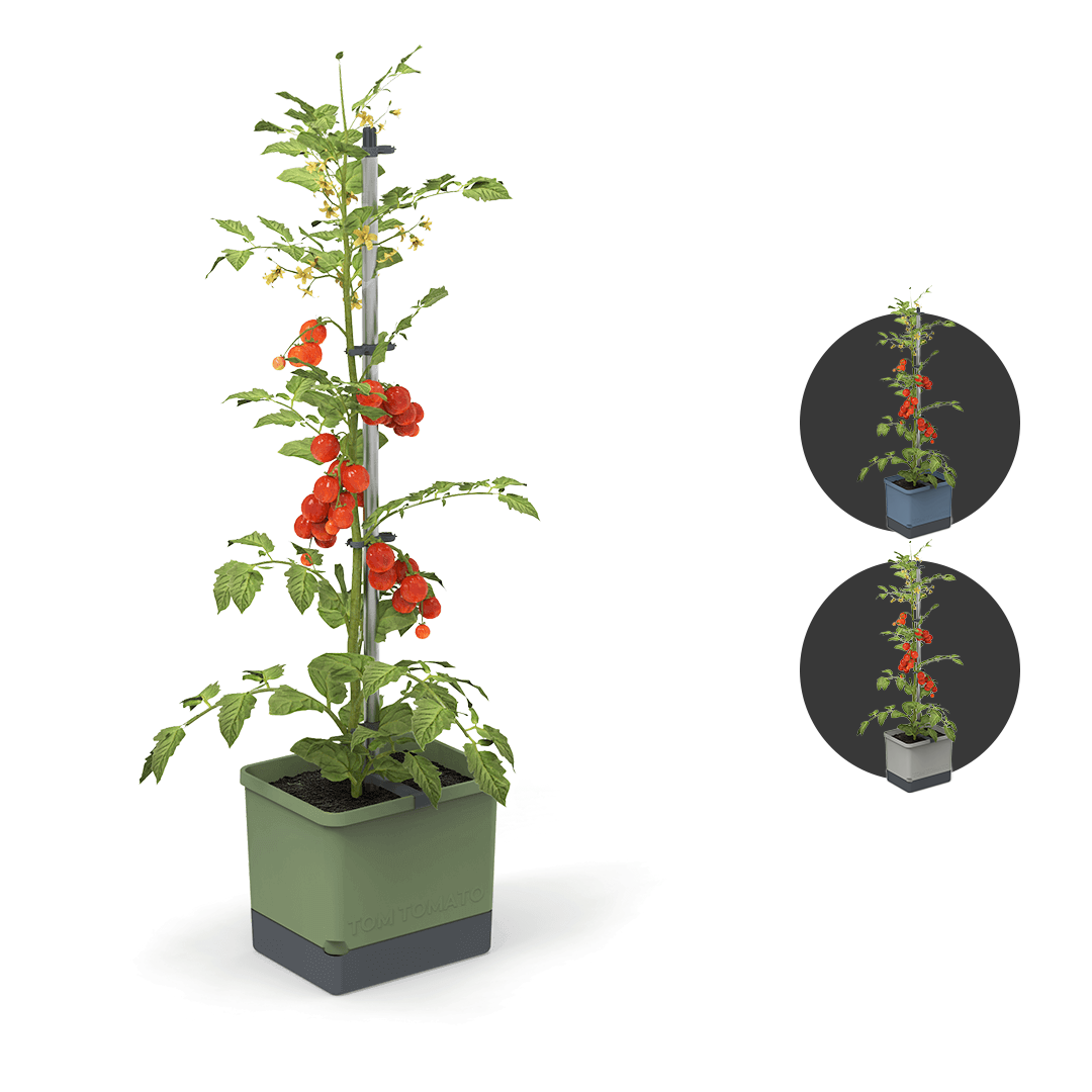Gusta Garden - Tom Tomato - Plants de tomates avec réservoir d'eau ...