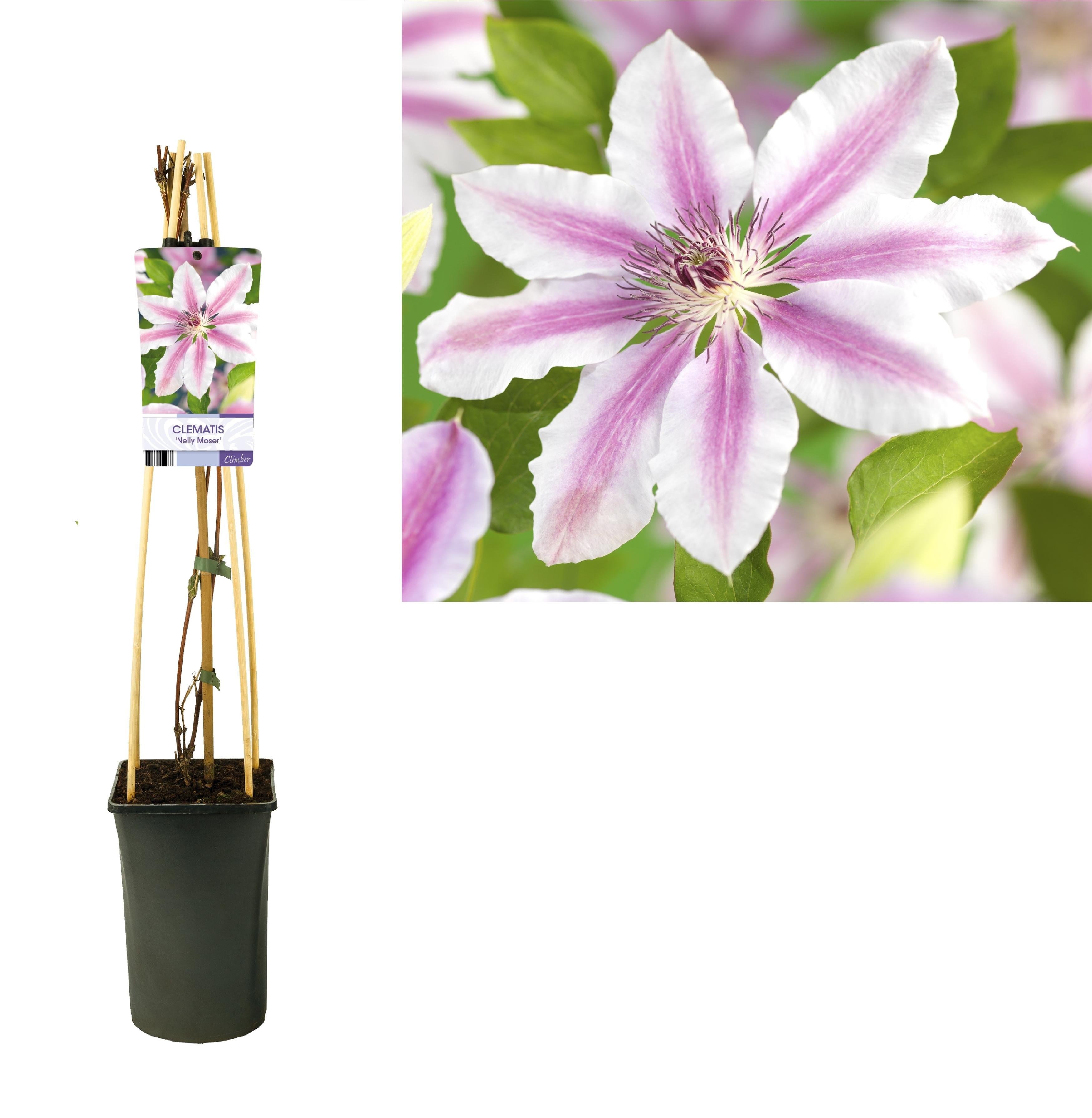 Clematis 'Nelly Moser' – Planta trepadora ornamental con flores y ...