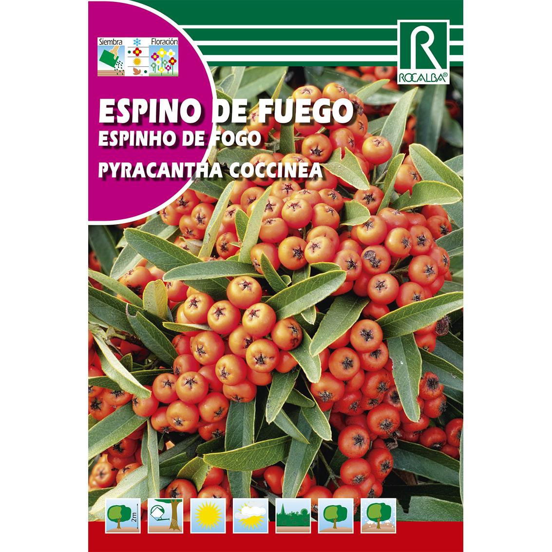 Semillas de Espino de fuego Pyracantha | Leroy Merlin