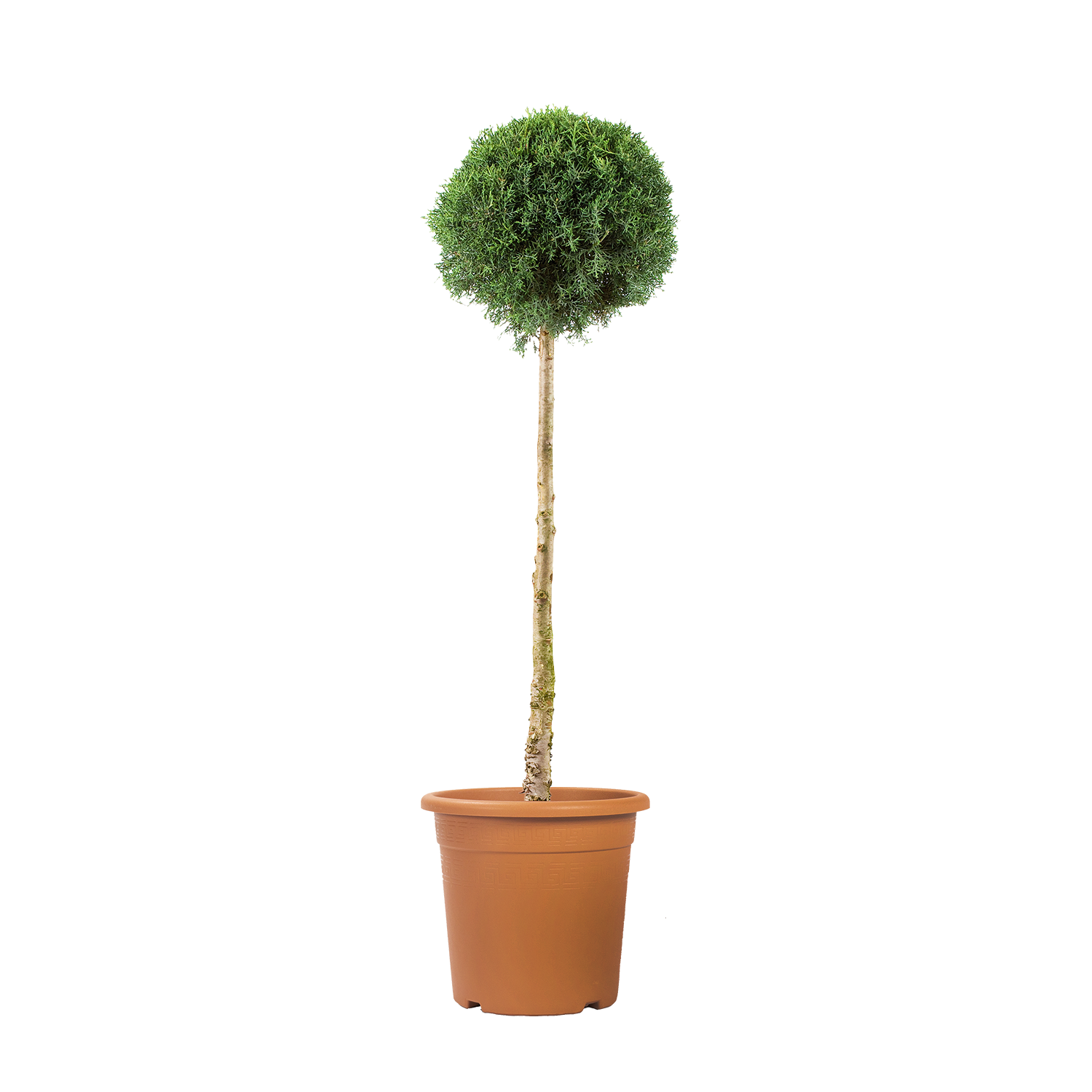 KENTIS - Cyprès bleu pompon - Cupressus arizonica fastigiata glauca ...