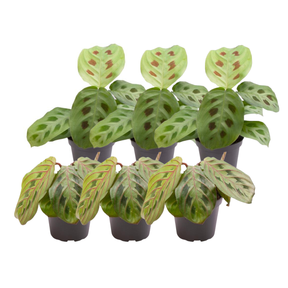 Maranta Mix 6x - Plantas tropicales con hojas decorativas Ø12cm ...
