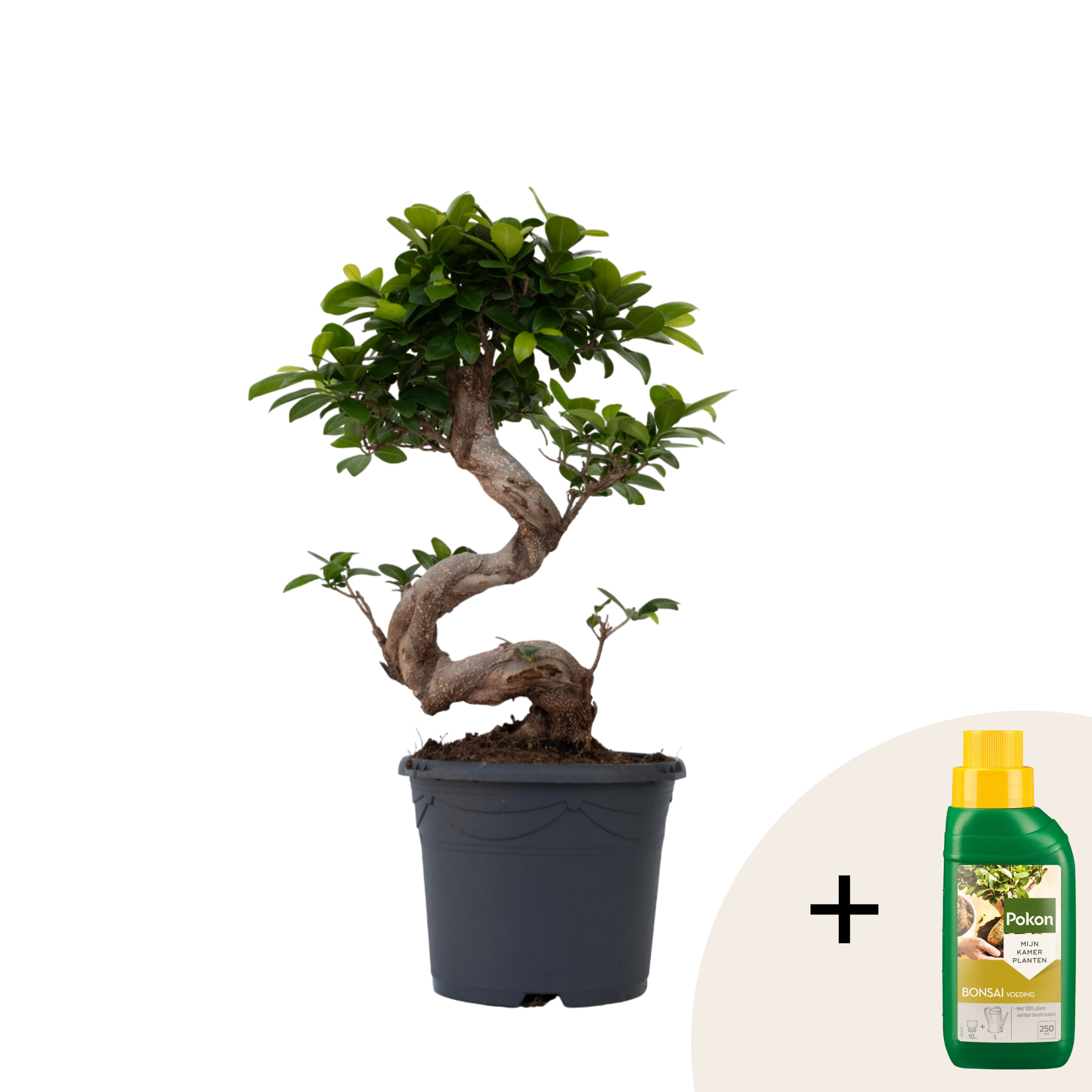 Laurel de Indias - Ficus microcarpa 'ginseng' - Altura 55-65cm - ⌀20cm ...