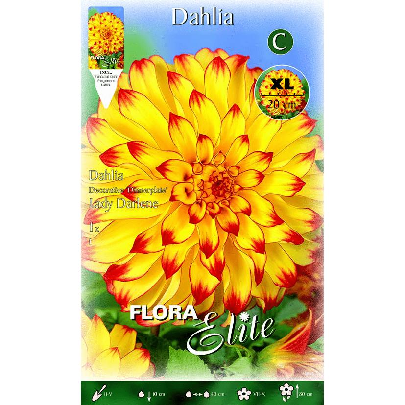 Bulbo Dalia decorativa amarilla punta roja 1 | Leroy Merlin