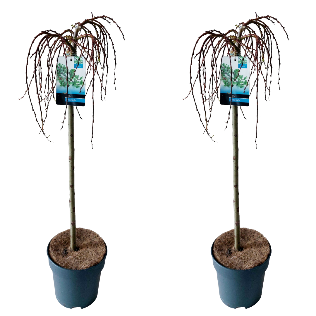 Saule arbuscule - Set de 2 - Salix arbuscula - Hauteur 80-90cm - ⌀19cm ...