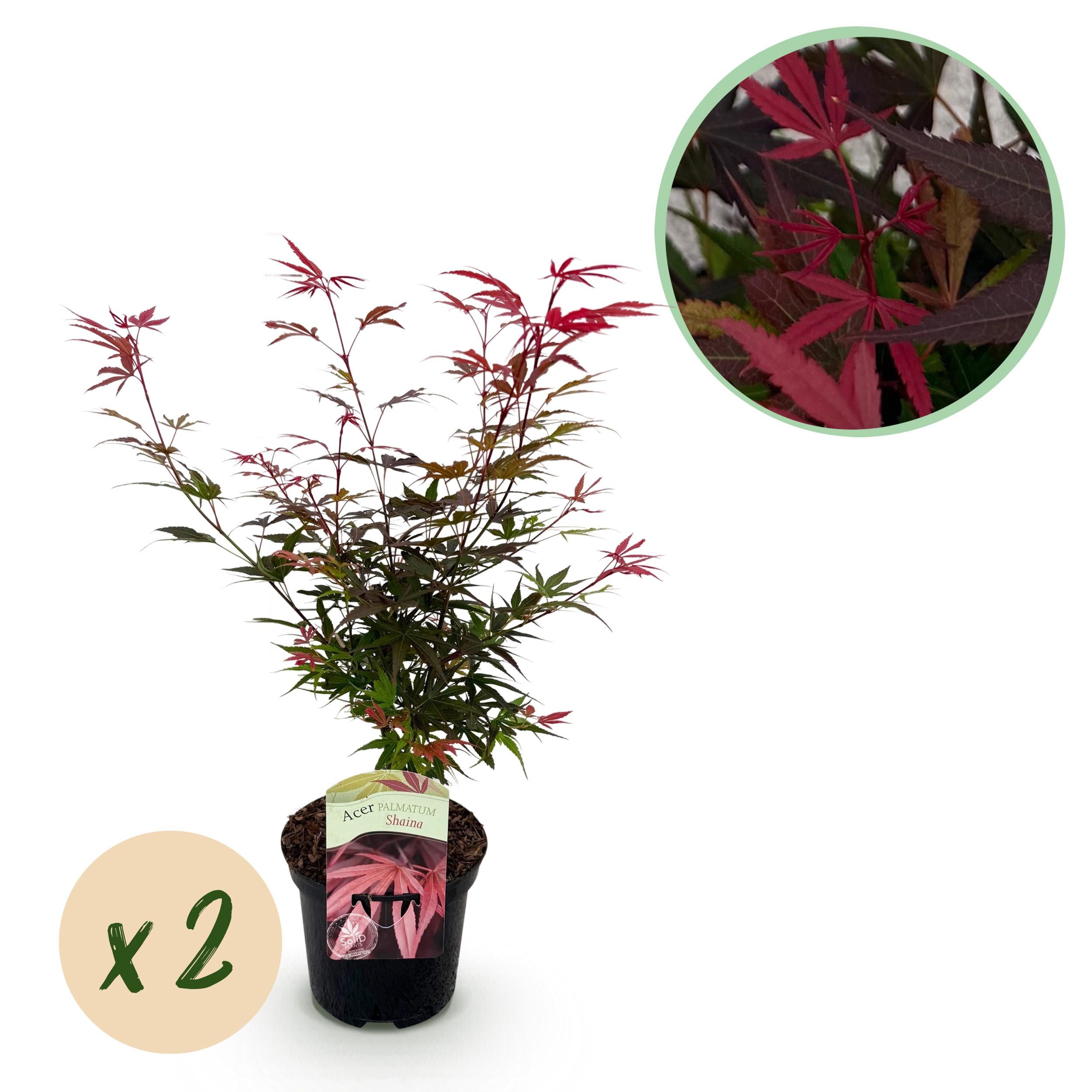 Green boutiQ Arce Japonés Acer palmatum Shaina – 2 plantas – Maceta 19 ...