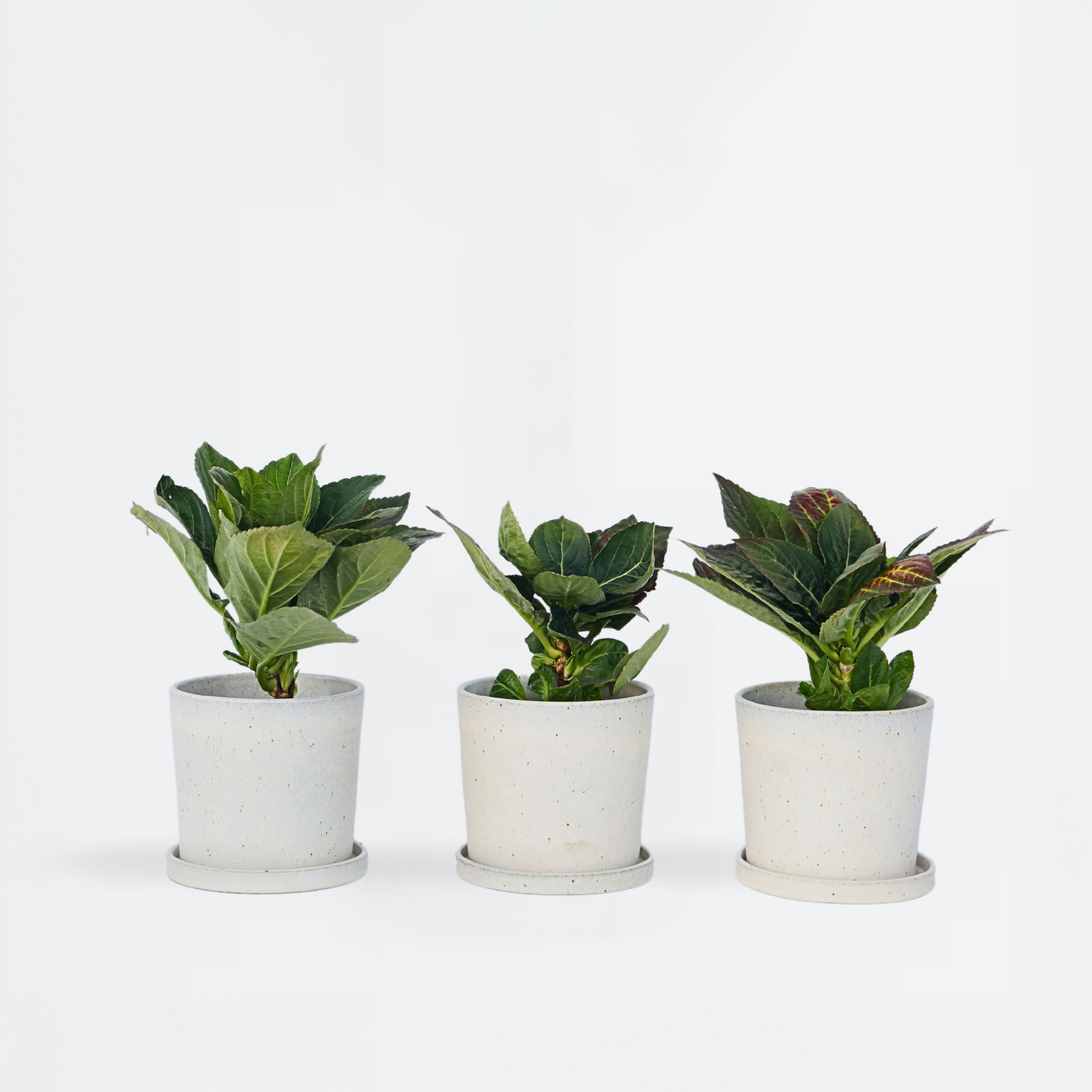 Hortensia - Set de 6 - Hydrangea macrophylla teller 'Nizza' - H25-40cm ...