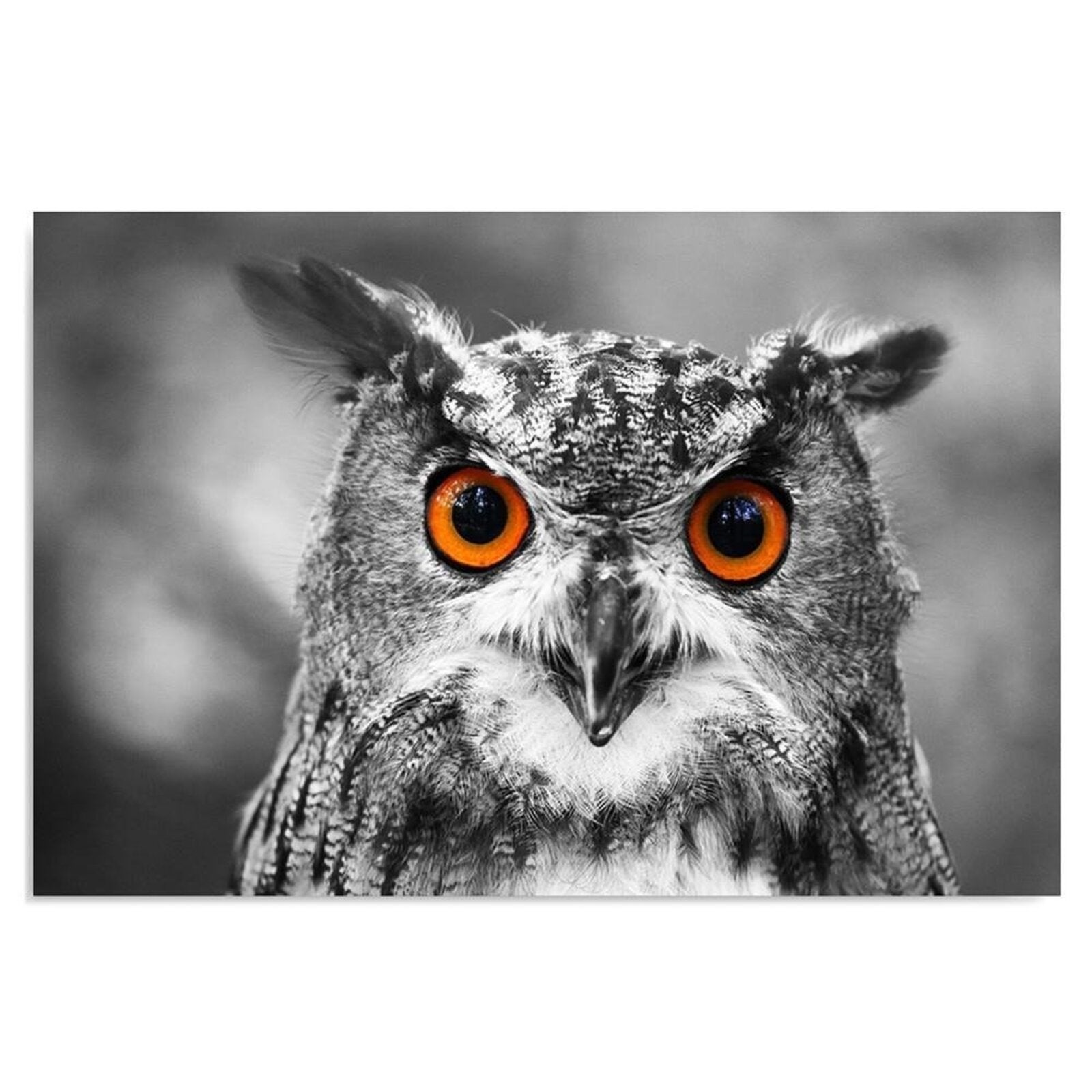 Tableau chouette 2 - 50 x 70 cm | Leroy Merlin