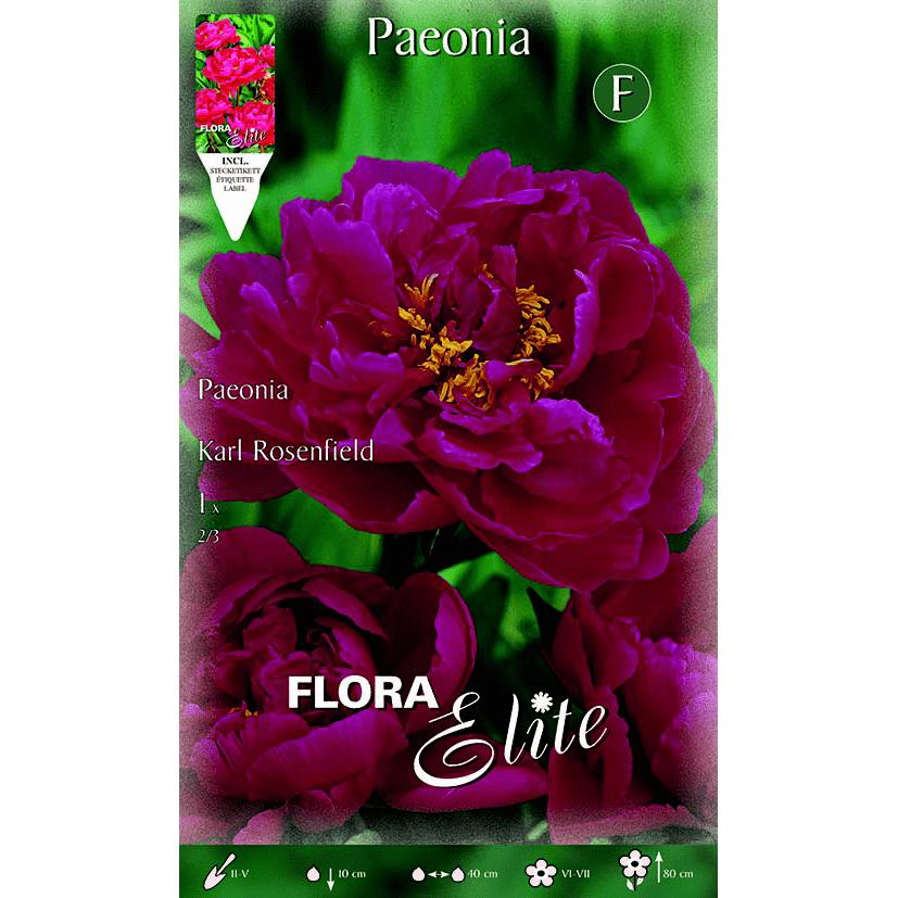 Bulbo Peonia roja 1 | Leroy Merlin