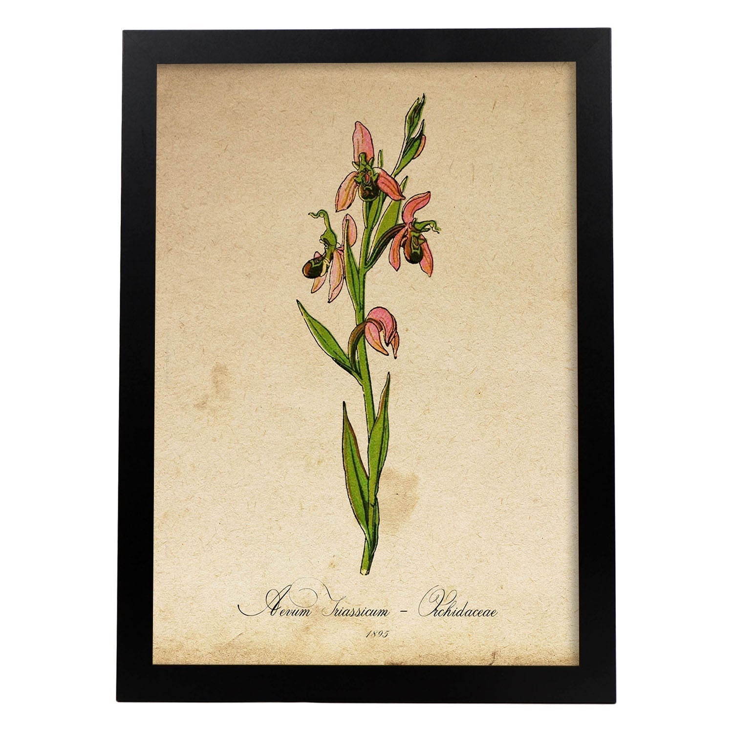 Affiche De Fleurs Vintage. Orchidaceae Lame Rose Avec Design Vintage ...