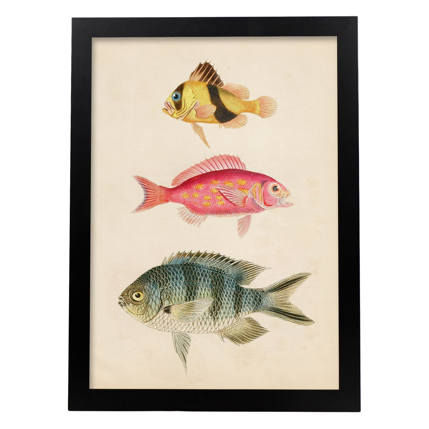Lámina De Tres Peces Amarillo Y Marron Rojo, Rosa, Y Azul Y Gris En ...