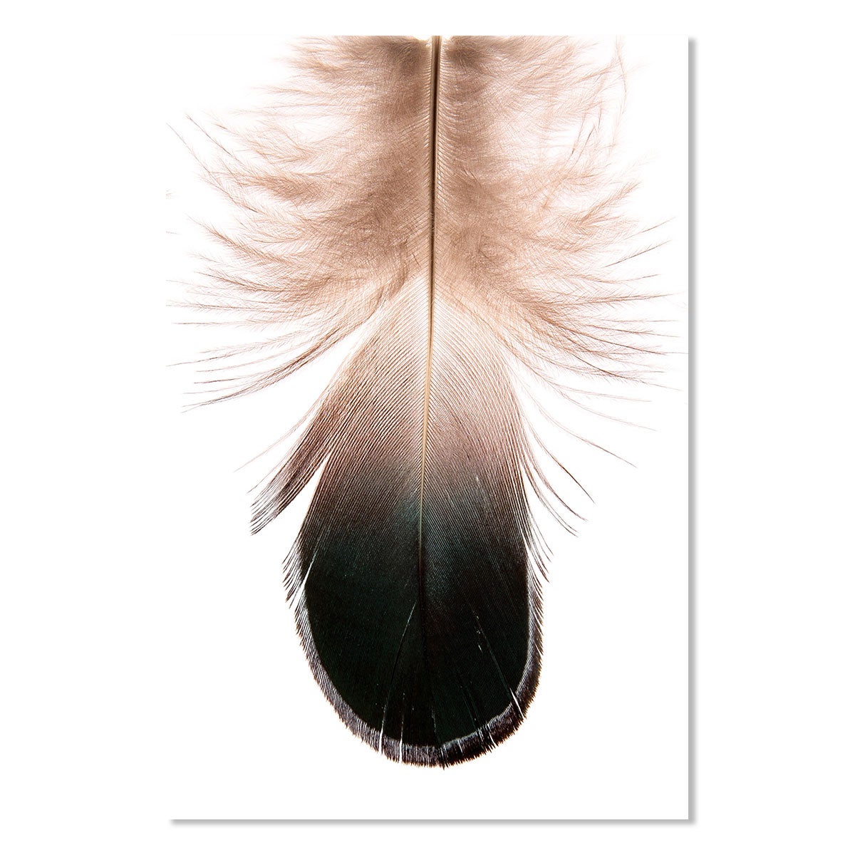 Affiche Plume deco - 40x60cm - made in France | Leroy Merlin