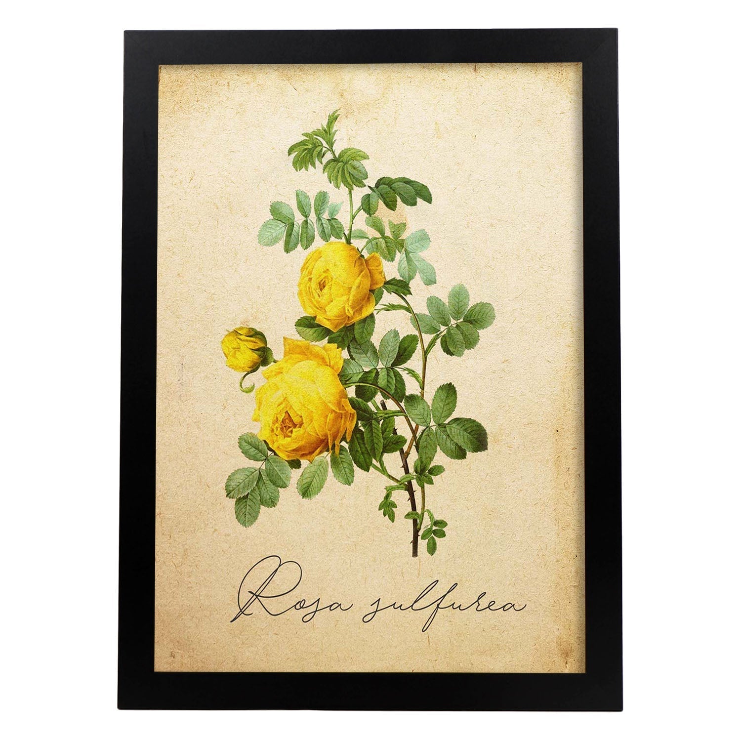 Affiche De Fleurs Vintage. Lame D'hibiscus Rose - Jaune Avec Design ...