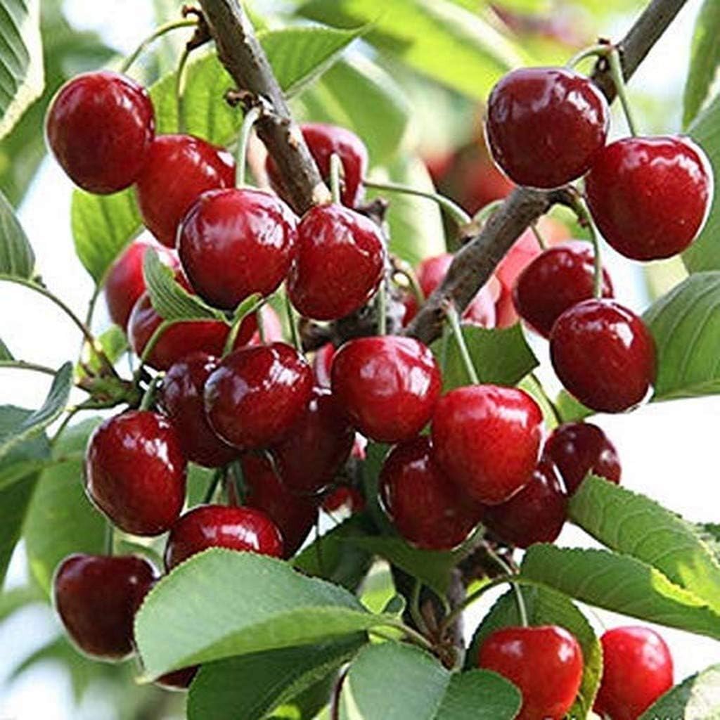 200 semi di ciliegia, semi di alberi da frutto, semi di ciliegia pelosa ...