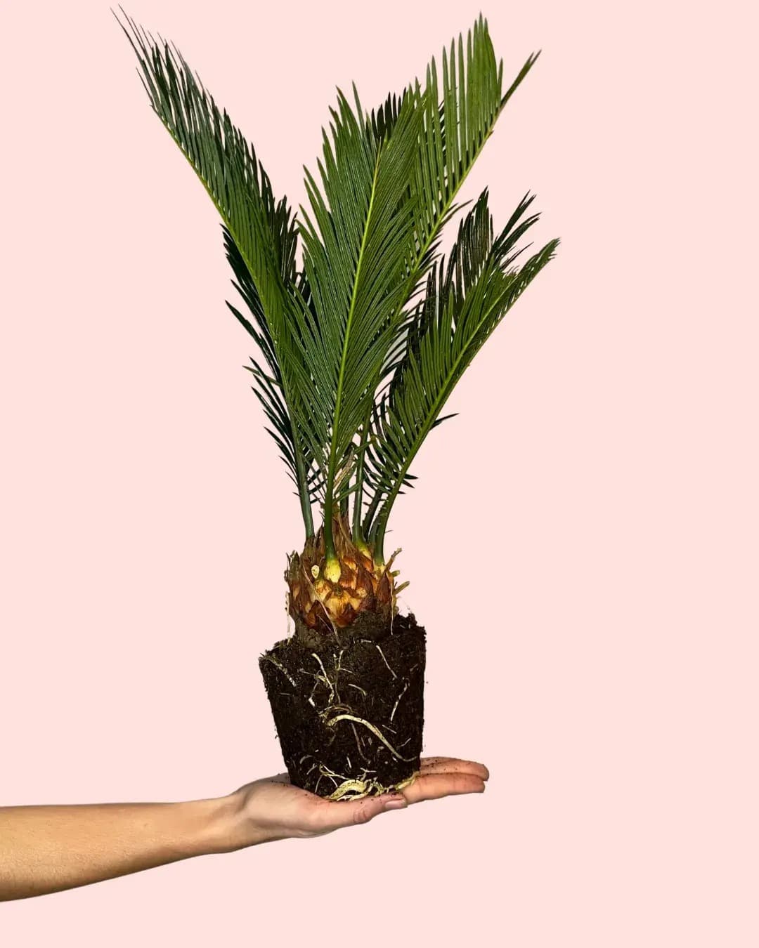Cyca Revoluta | Leroy Merlin
