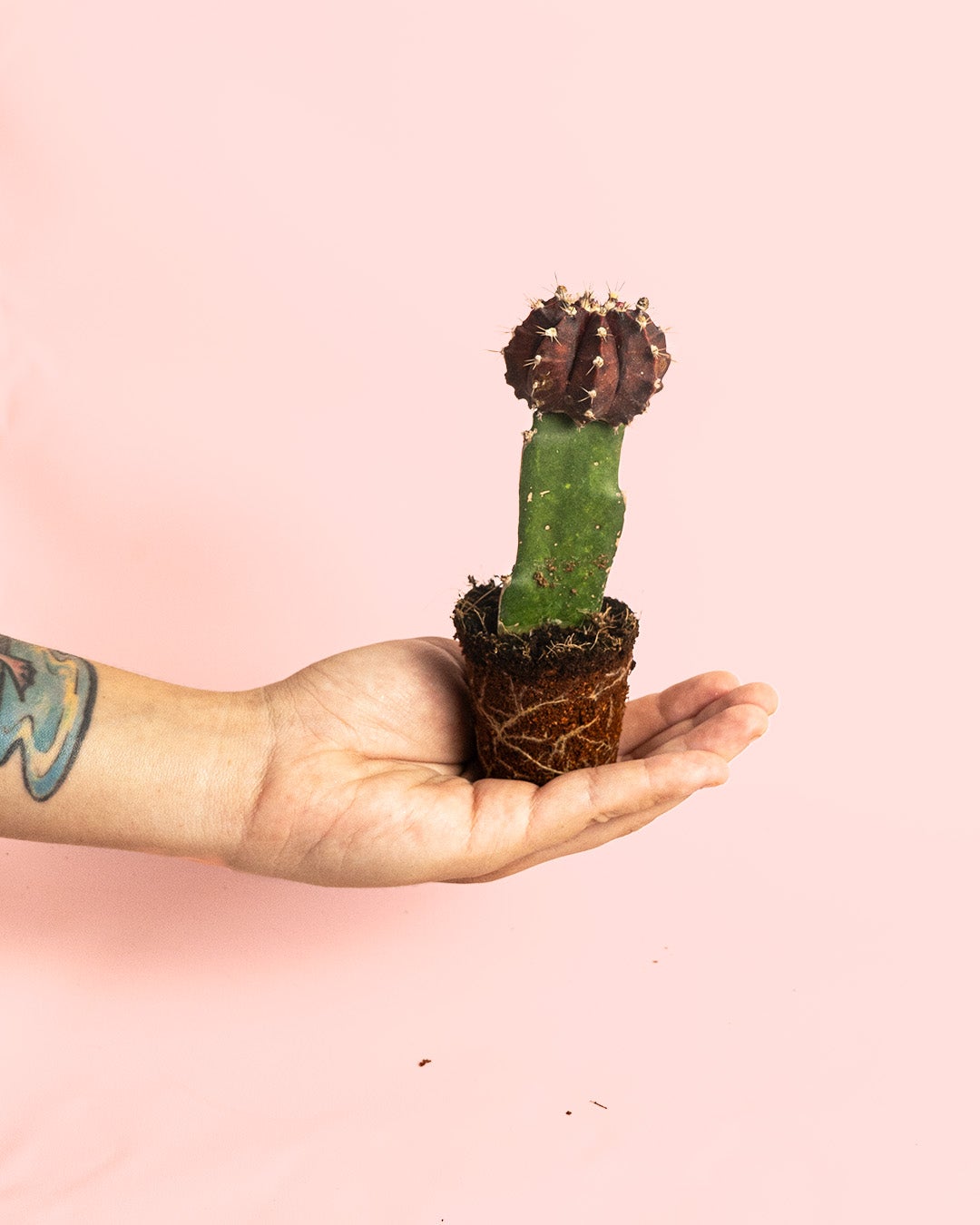 Cactus Gymnocalycium Japan Dark | Planta Natural | Pur Plant | Leroy Merlin