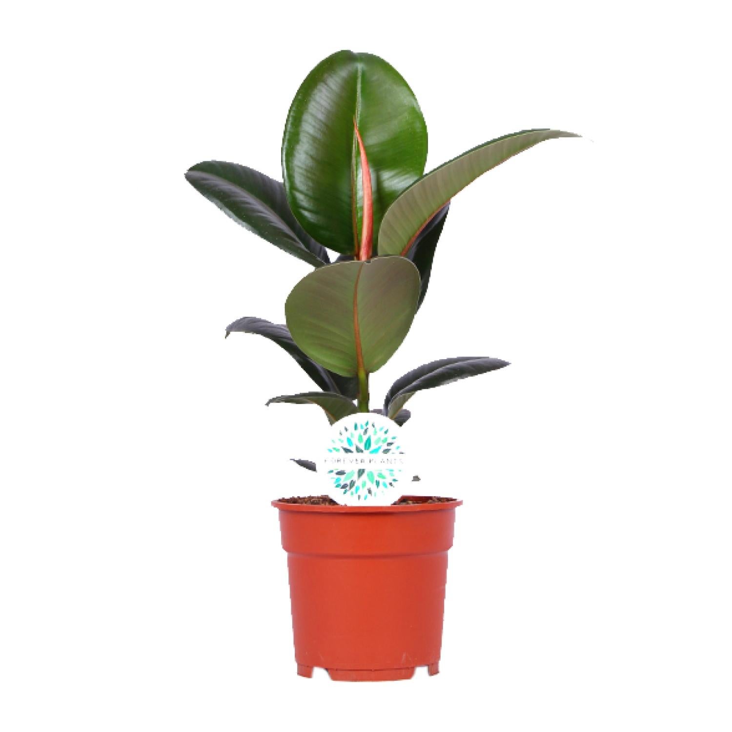 Ficus Elastica Robusta - Planta de interior Ficus - Hojas grandes y ...
