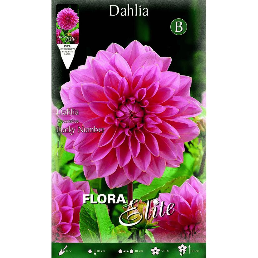 Bulbo Dalia decorativa rosa flor grande 1 | Leroy Merlin