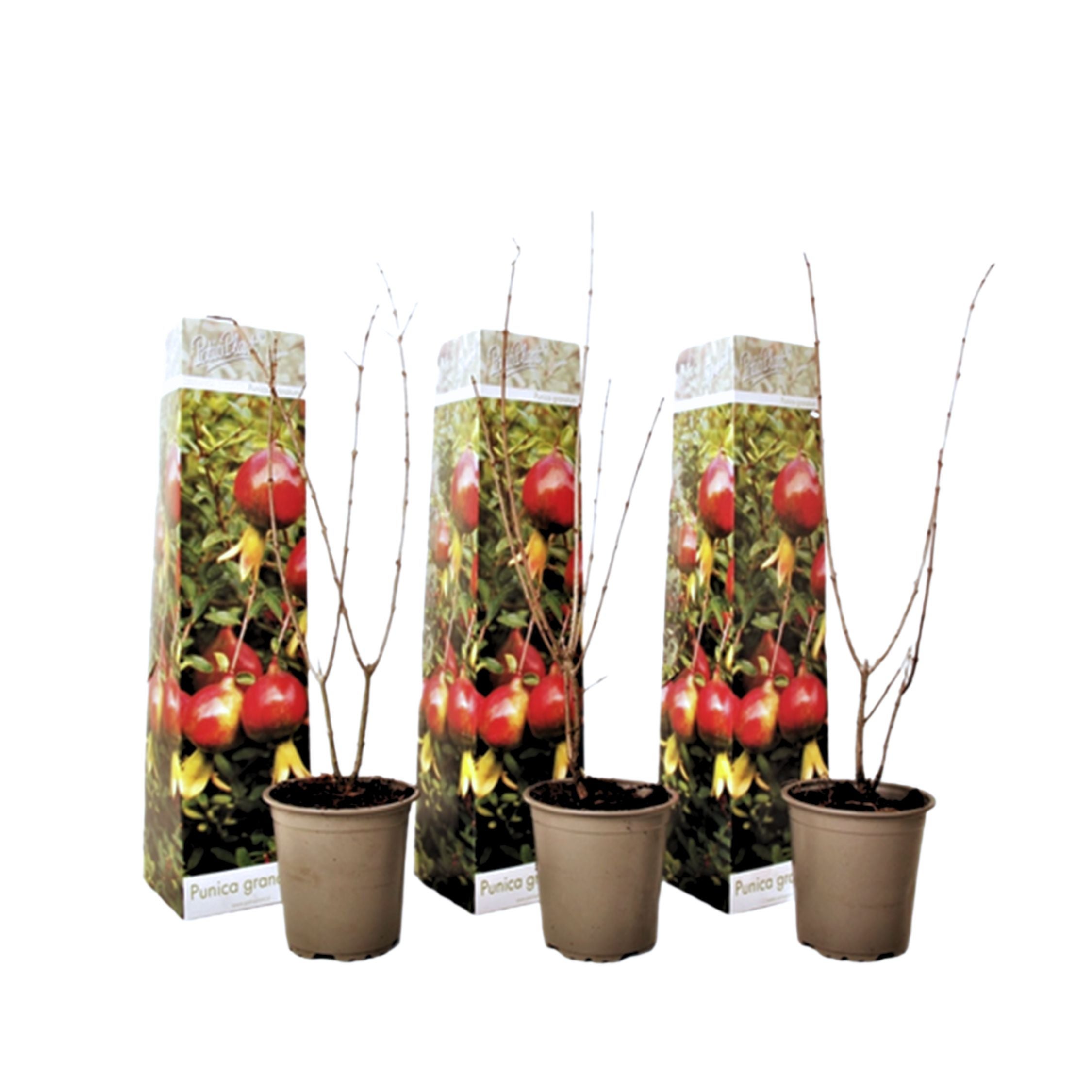 Grenadier - Set de 3 - Punica granatum - Hauteur 25-40cm - ⌀9cm | Leroy ...