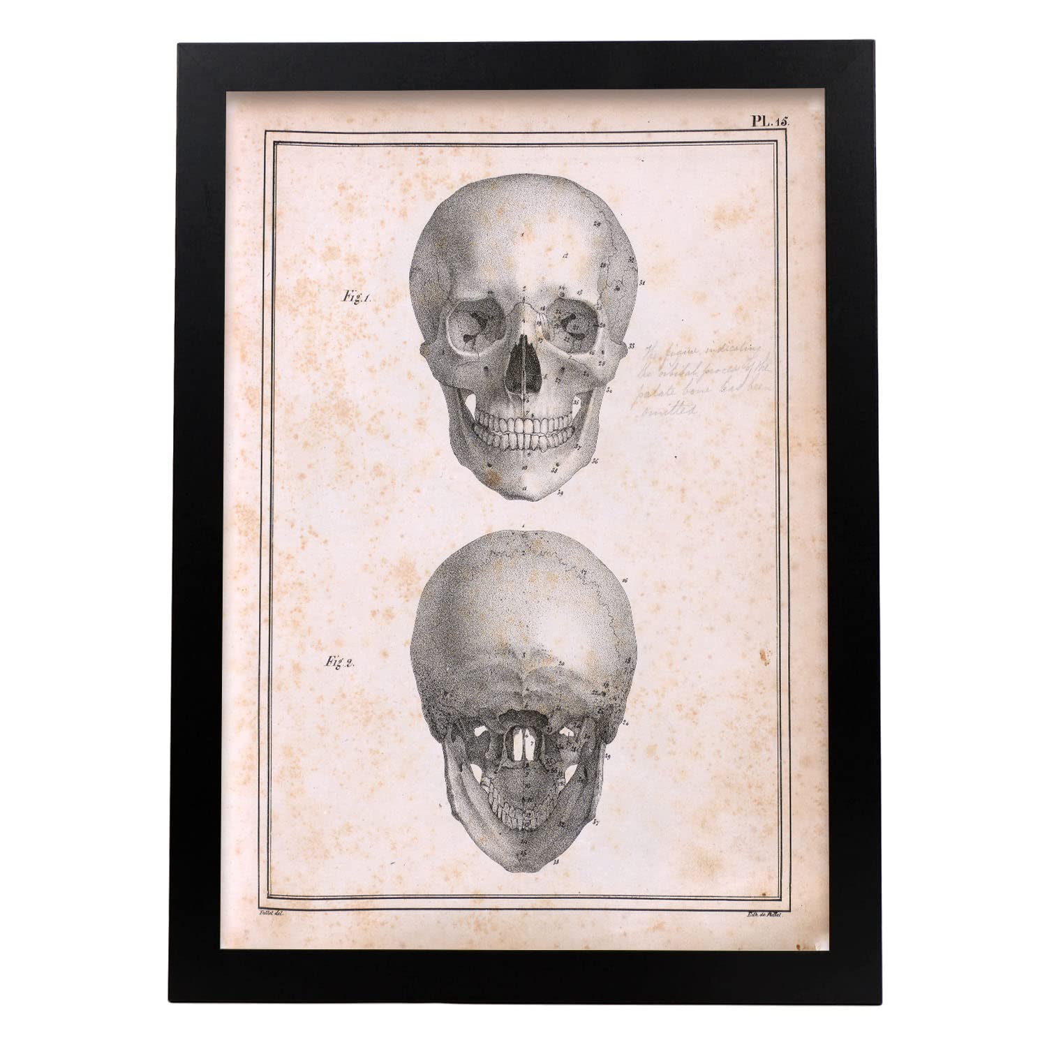 Nacnic Affiche Du Crâne Adulte Illustrations Décoratives Sur L'anatomie ...