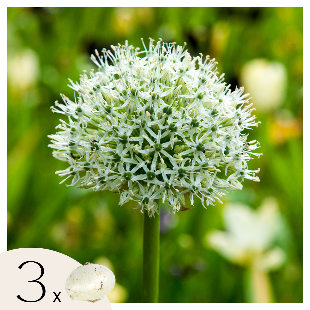 Allium Monte Everest - 3 pzs - Allium 'Mount Everest' - Bulbos de ...