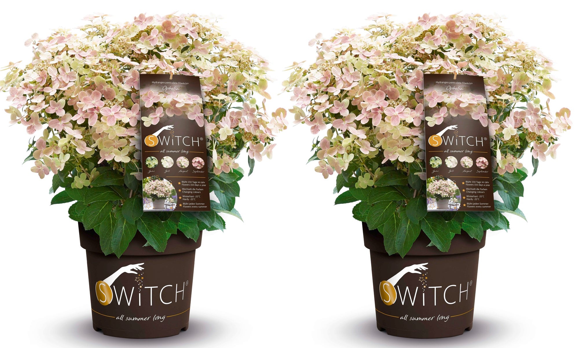 Hortensia - Set de 2 - Hydrangea paniculata 'Switch Ophelia' - H30-40cm ...