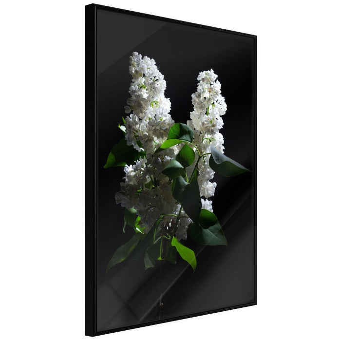 Affiche Murale Encadrée "White Lilac" 30 x 42 cm Noir | Leroy Merlin