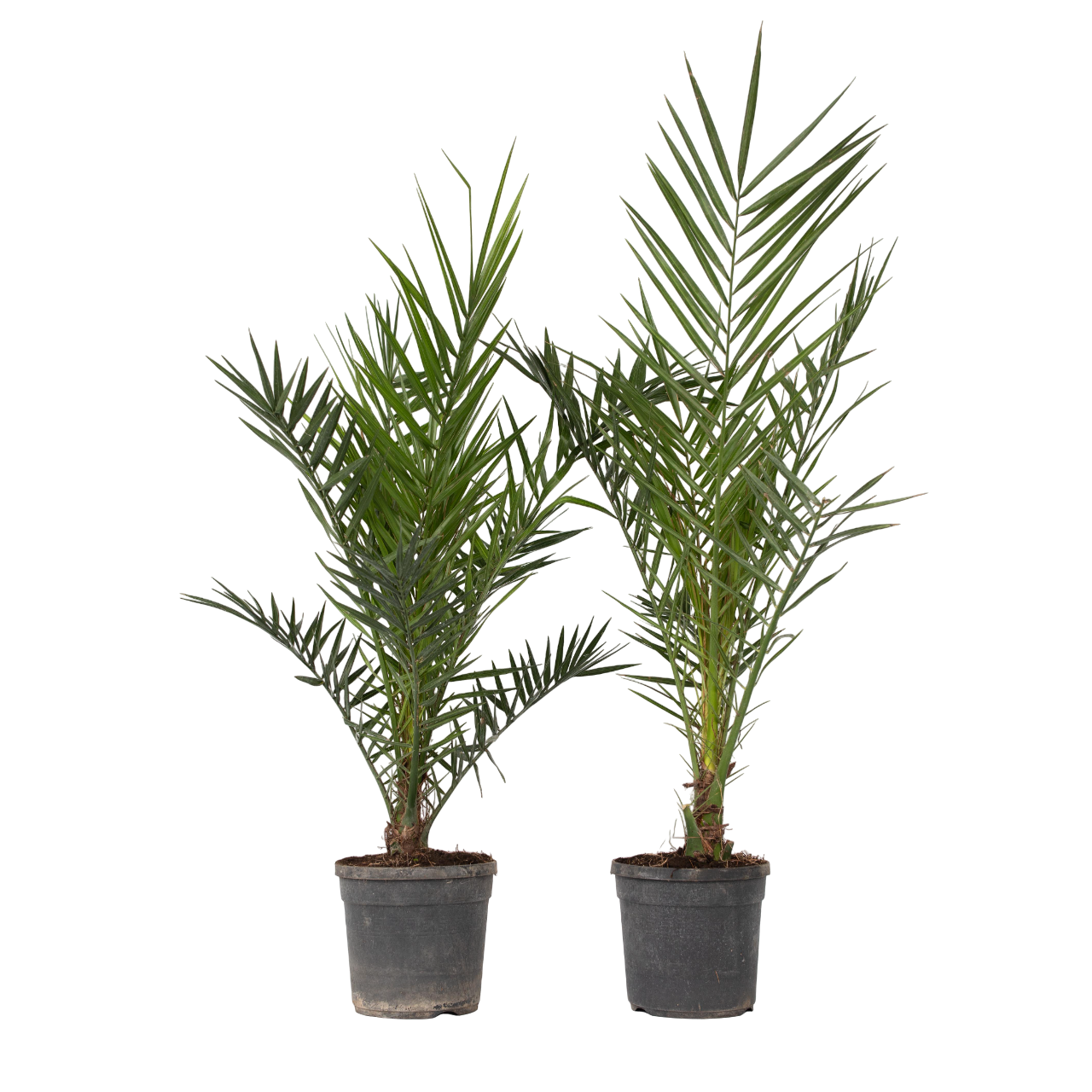 Palmier Dattier nain - Set de 2 - Phoenix canariensis - Hauteur 80 ...