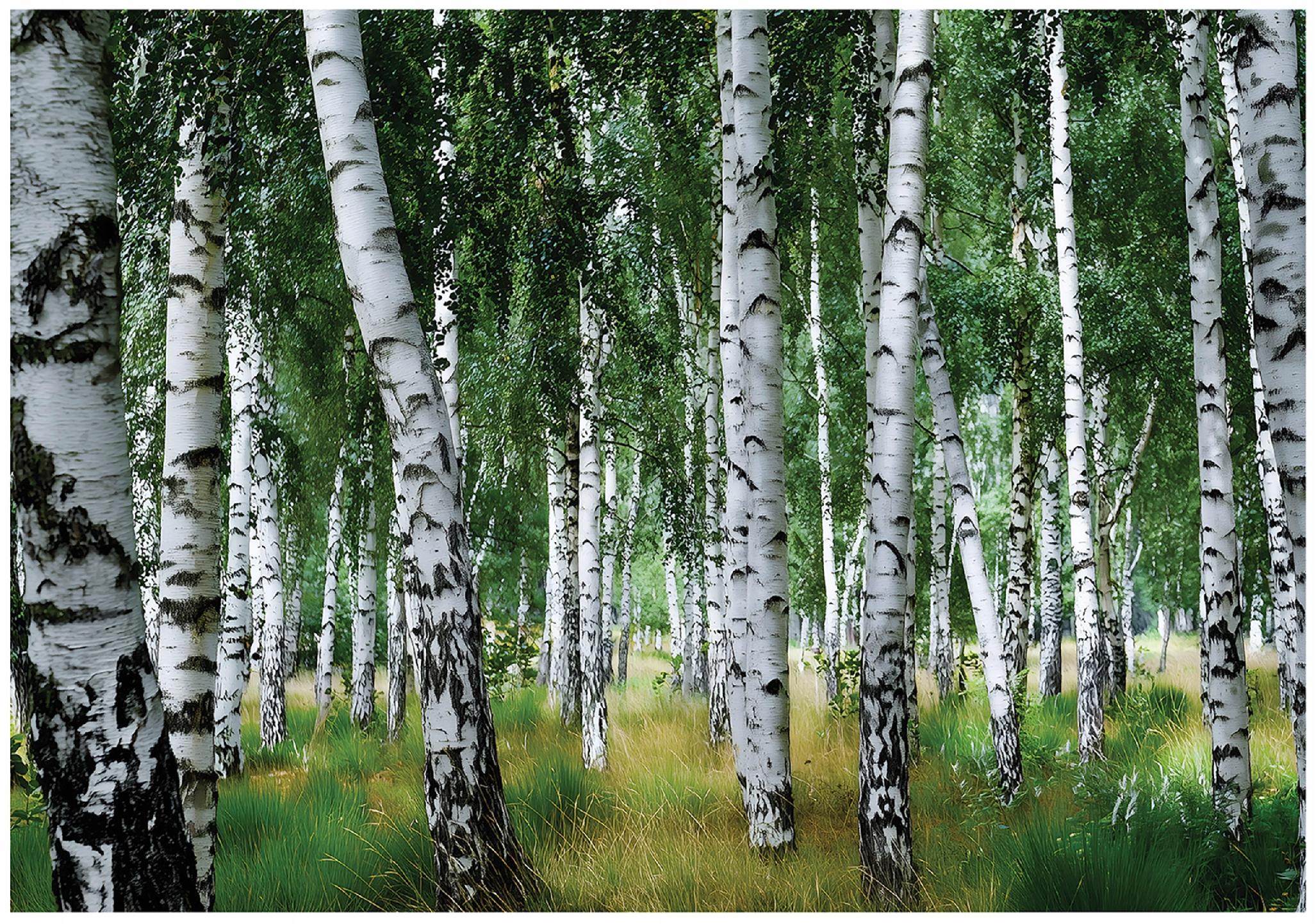 Papier Peint Panoramique Intissé Forêt Vert bouleaux - 300x210 cm ...