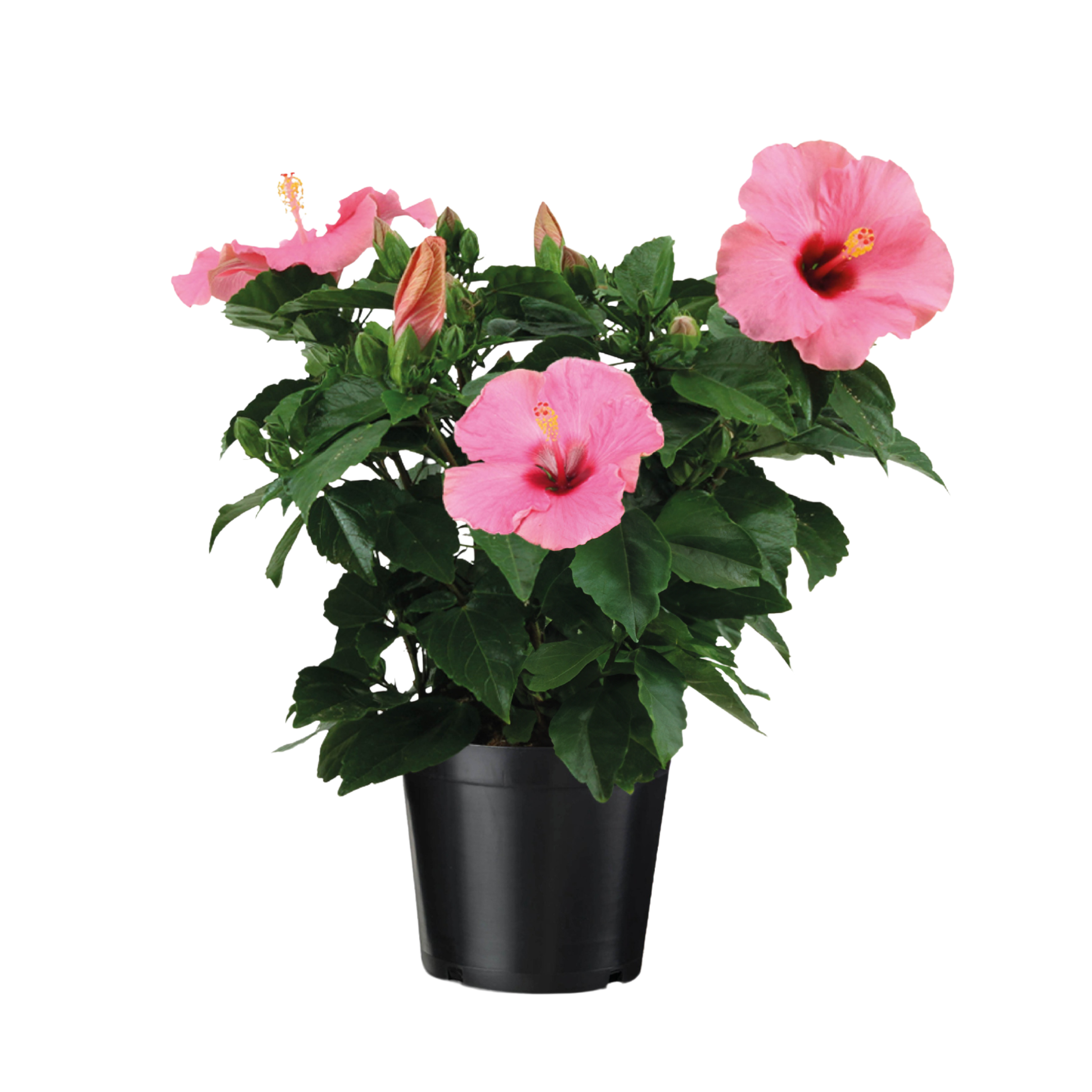 Rosa china - Hibiscus rosa-sinensis - Rosa - Altura 40-50cm - ⌀17cm ...