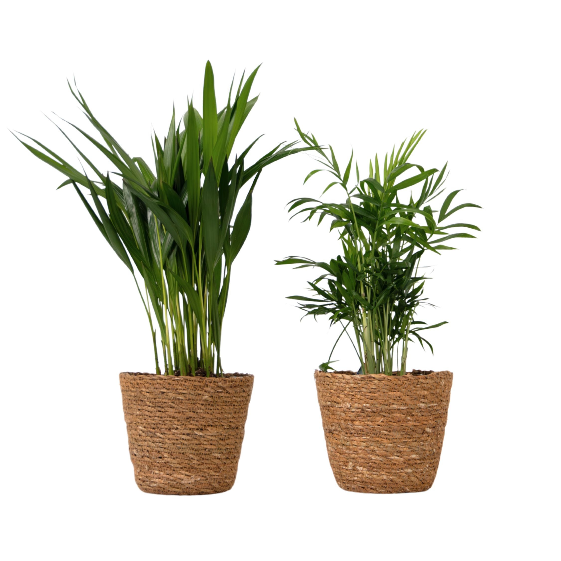 Pequeñas Dypsis y Chamaedorea - Conjunto de 2 con cesta - Altura 25 ...