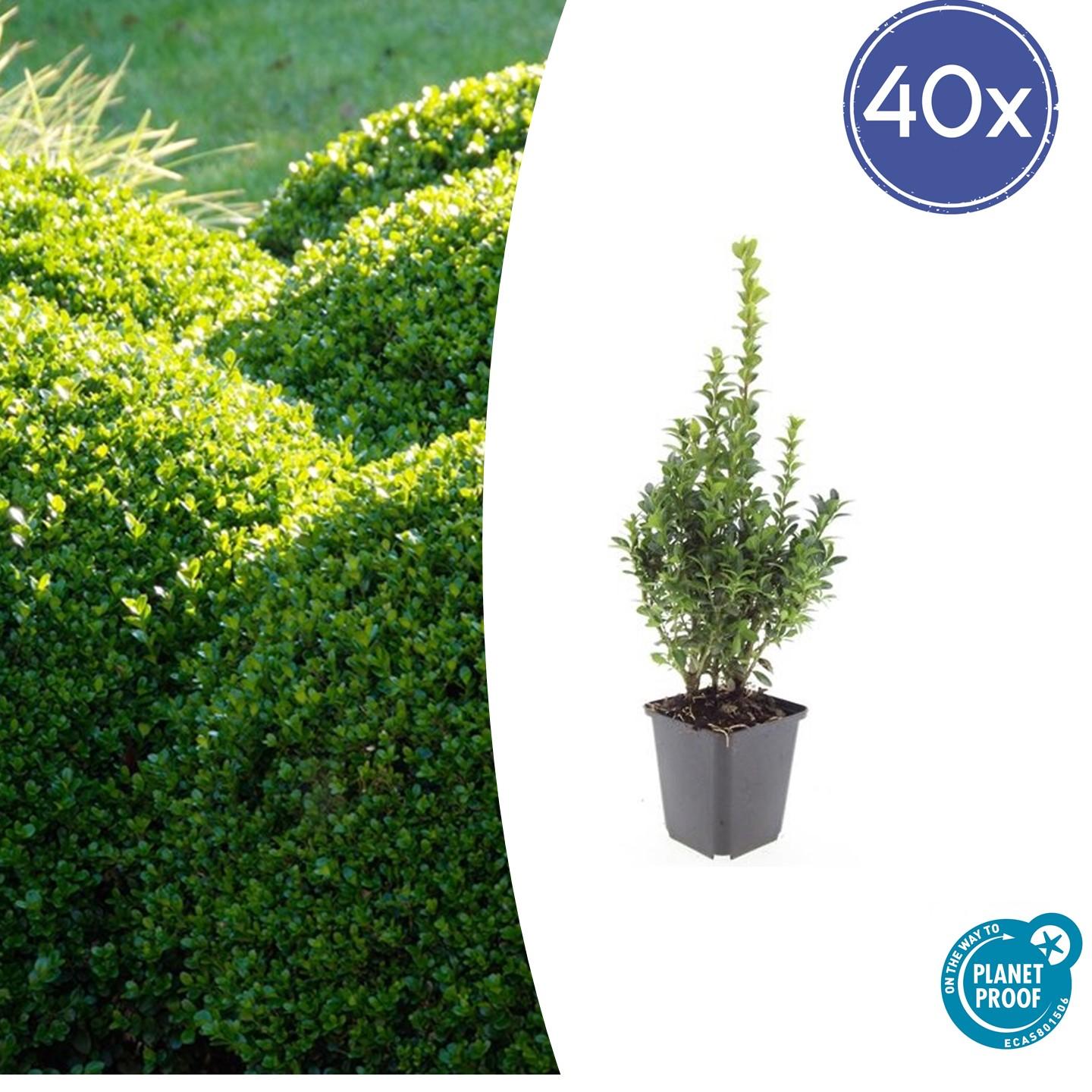 40x Buxus Sempervirens – Haie Persistante 10-25 cm – Pot Ø9 cm ...