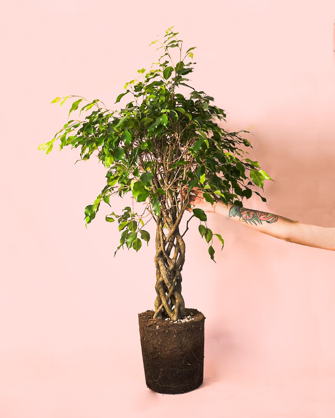 Ficus Benjamina Exótica Trenzado L - Planta Natural | Leroy Merlin