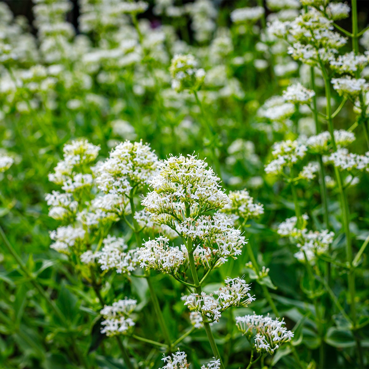 Bloomique - Lot de 3 - Centranthus ruber albus - H. 10-20 cm | Leroy Merlin