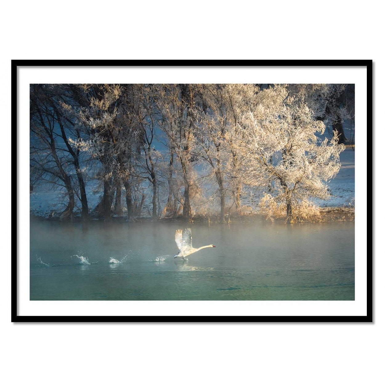 Affiche d’art et cadre noir 30 x 40 cm - Spirit of a swan - C.Mei ...