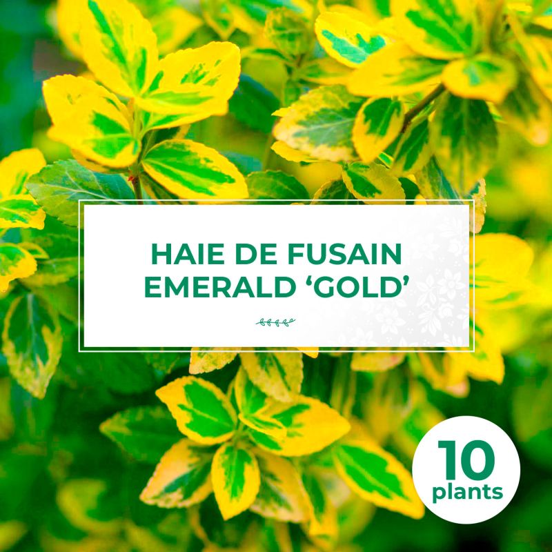 10 Fusains Emerald 'Gold' (Euonymus Fortunei 'Gold') - Haie Fusain Gold ...