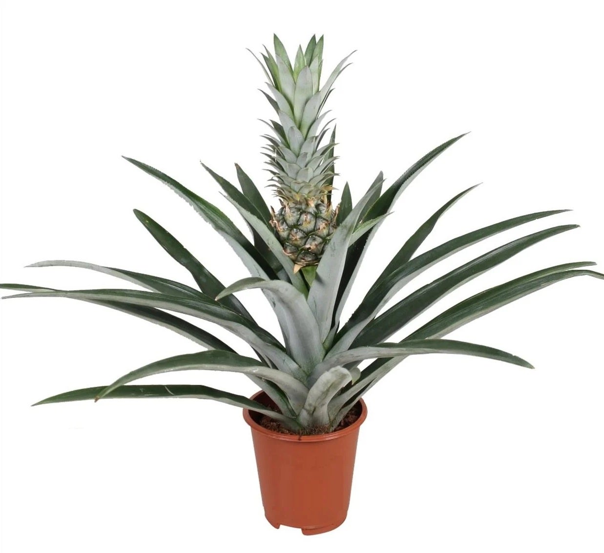 Plante tropicale - Ananas comosus - Hauteur 45-55cm - ⌀14cm | Leroy Merlin