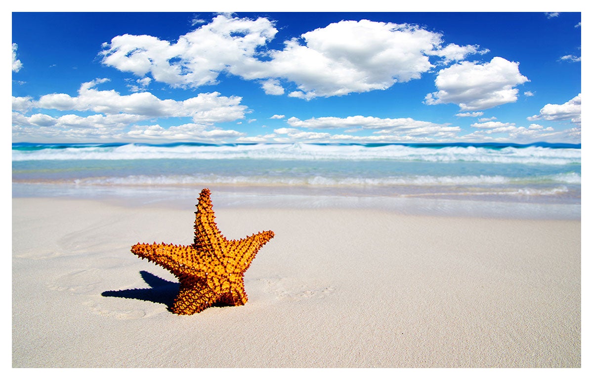 Cartel de playa y su estrella - 60x40cm - made in France | Leroy Merlin