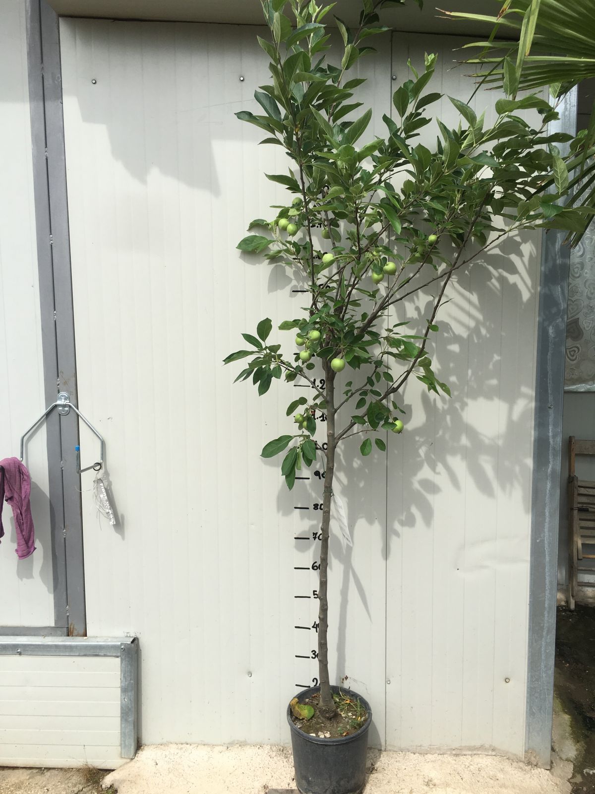 Pianta di Melo Annurca in vaso foto reali | Leroy Merlin