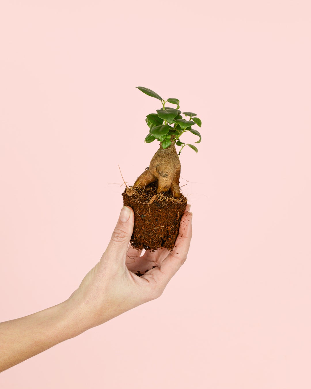 Ficus Microcarpa | Mini Planta Natural Terrario | Pur Plant | Leroy Merlin