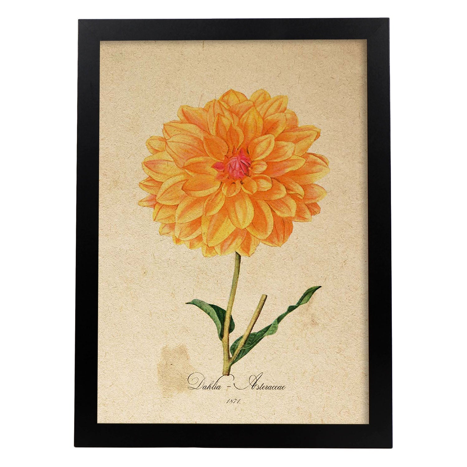 Affiche De Fleurs Vintage. Dahlia Orange Dahlia Avec Design Vintage ...