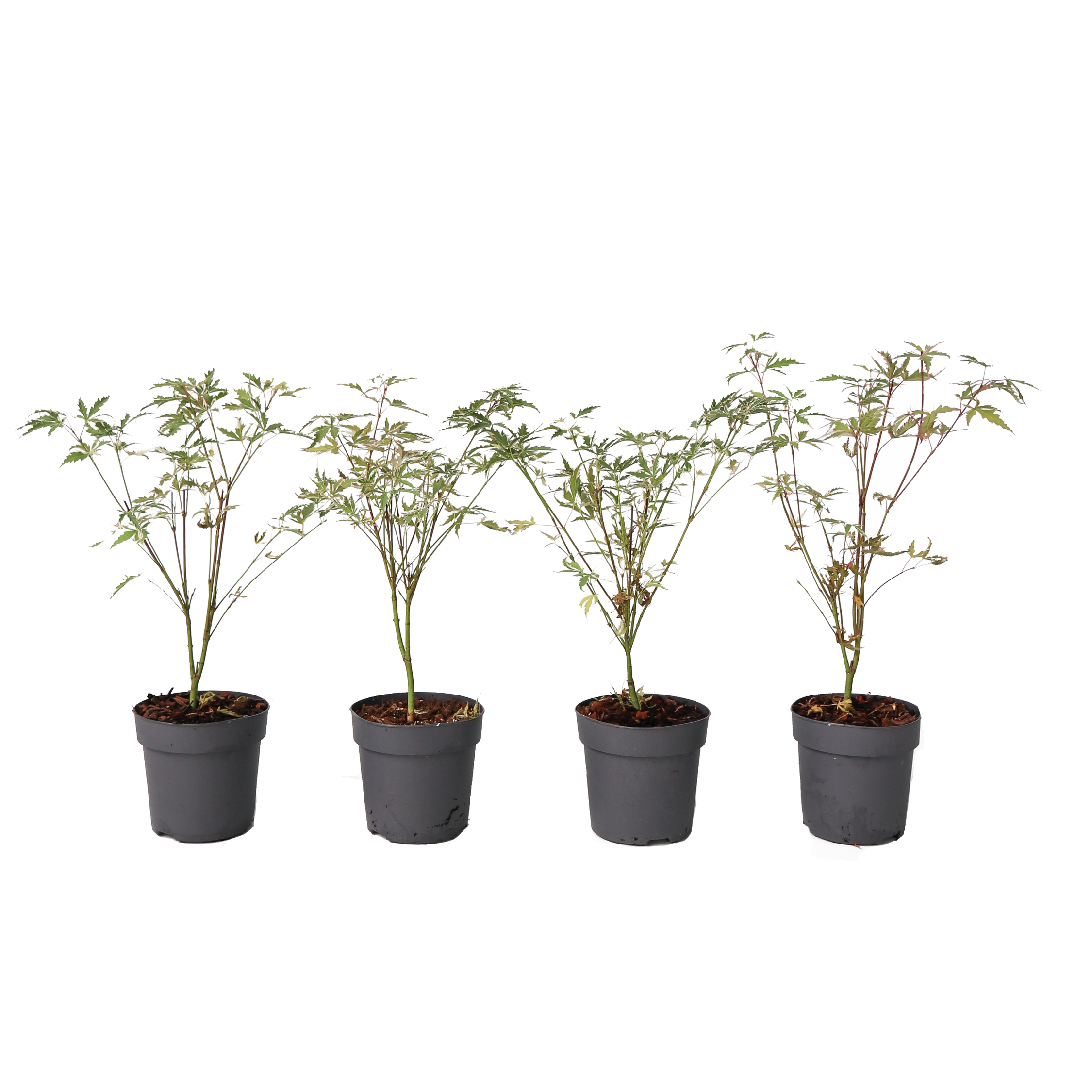 Aceri giapponese - 4 Pezzi - Acer palmatum 'Butterfly' - a25-40cm - ⌀10 ...