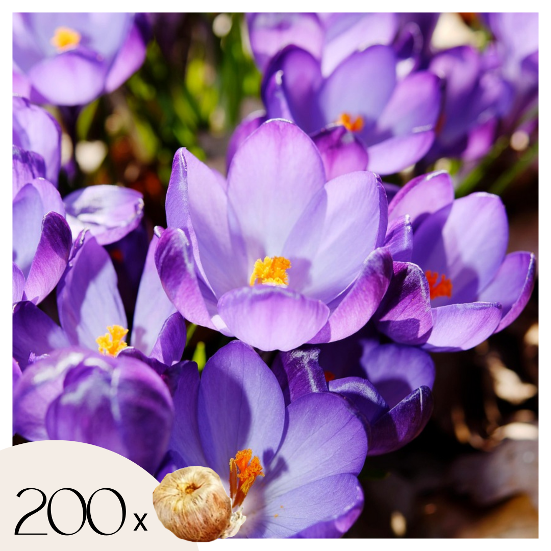 Crocus Tommasinianus - 200 pzs - Crocus 'Ruby Giant' - Bulbos de flores | Leroy Merlin